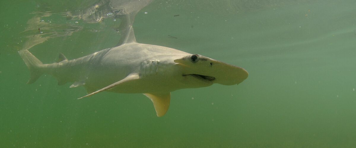 Bonnethead Shark Fishing Trips - BaitYourHook