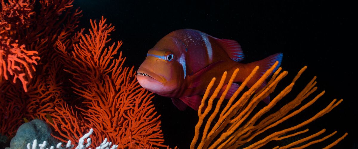 Red Roman Fishing Trips - BaitYourHook