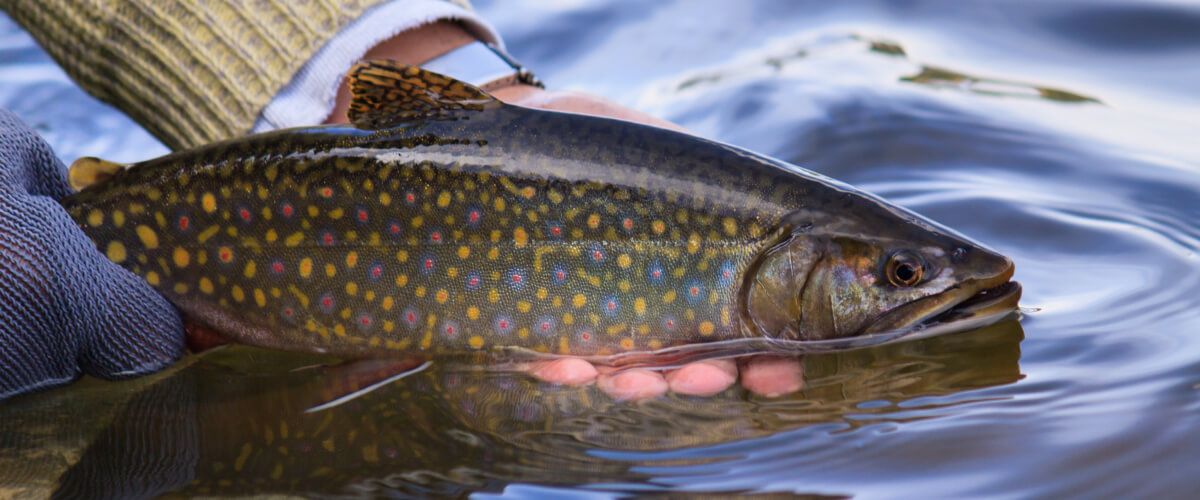 Trout Fishing Trips - BaitYourHook