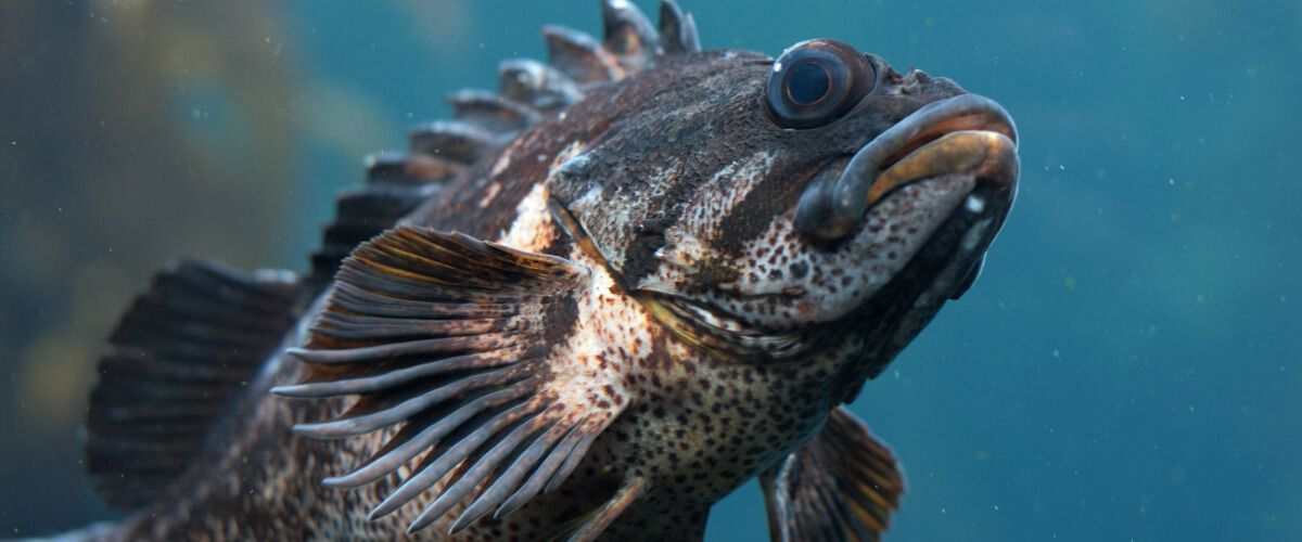 Rockfish Fishing Trips - BaitYourHook