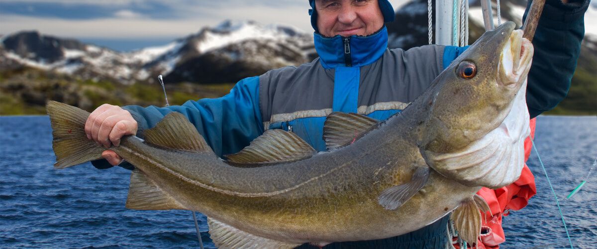 Blue Cod Fishing Trips - BaitYourHook