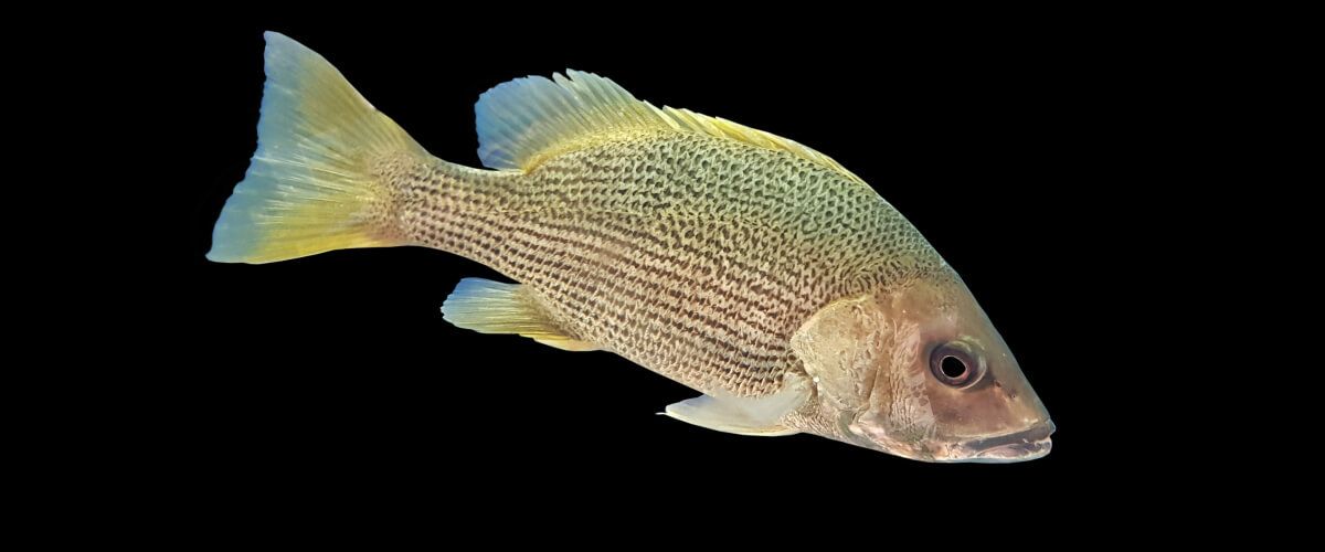 Fingermark Bream Fishing Trips - BaitYourHook