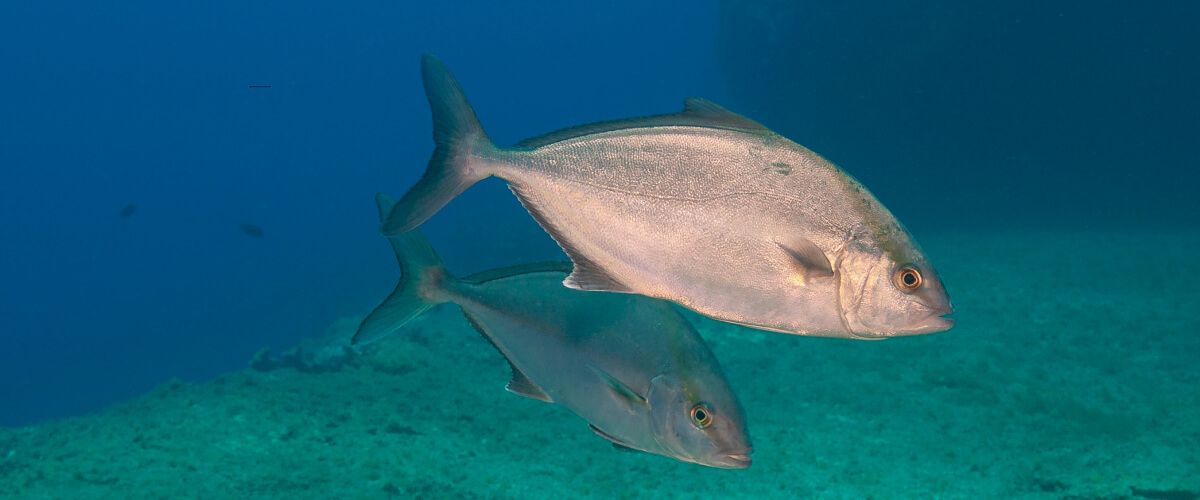Lesser Amberjack Fishing Trips - BaitYourHook