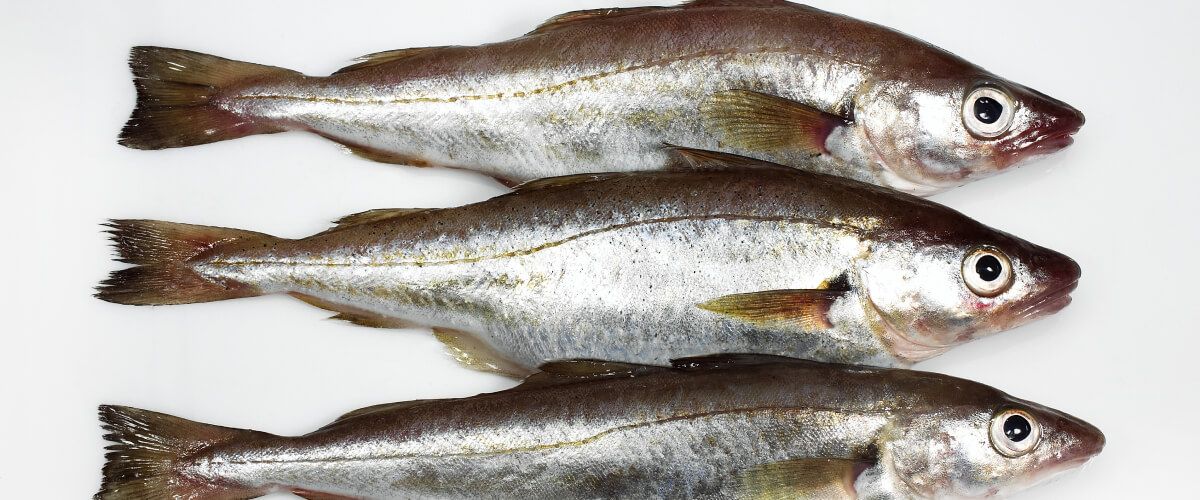 Whiting Fishing Trips - BaitYourHook