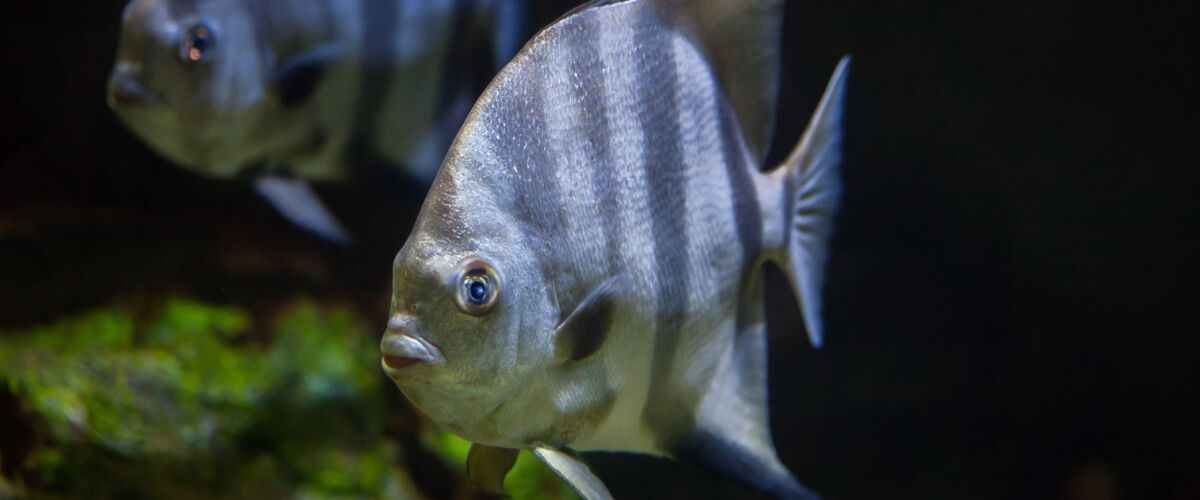 Spadefish Fishing Trips - BaitYourHook