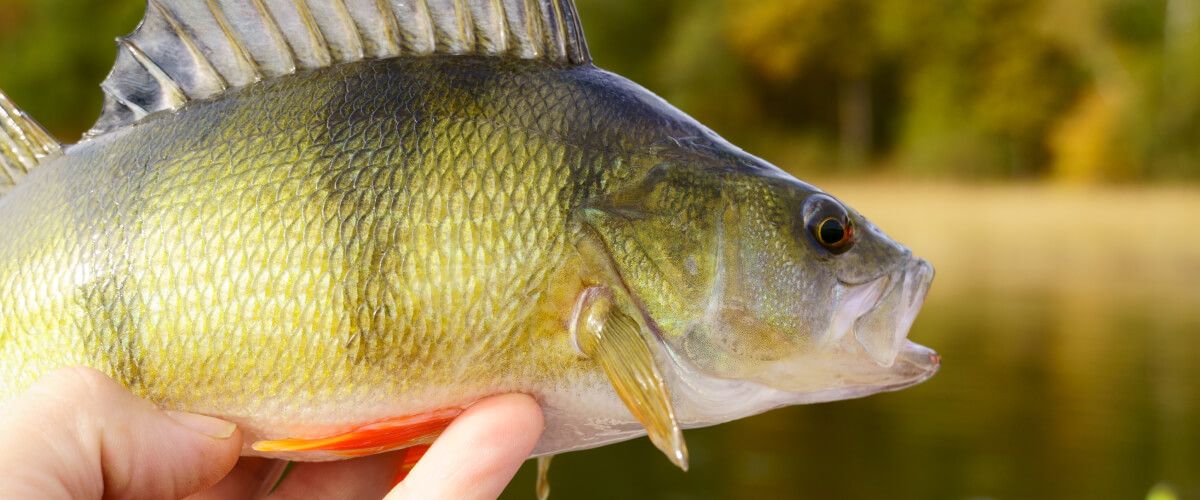 European Perch Fishing Trips - BaitYourHook