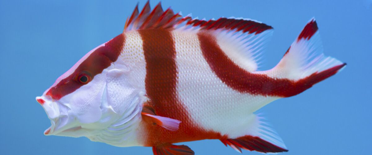 Red Emperor Snapper Fishing Trips - BaitYourHook