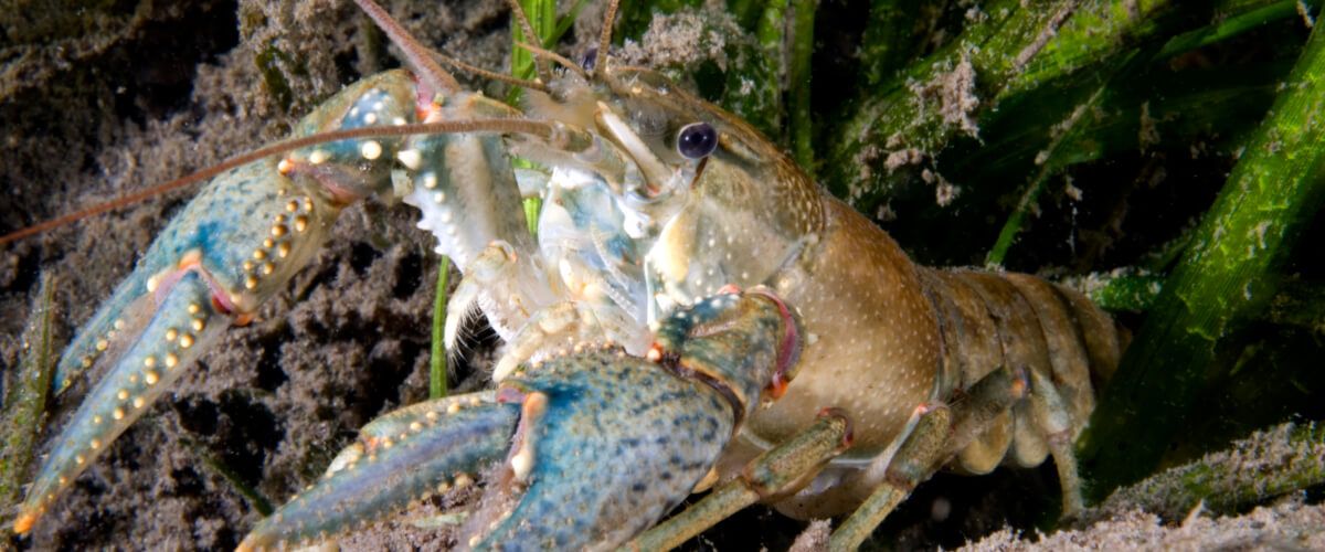 Crayfish Fishing Trips - BaitYourHook