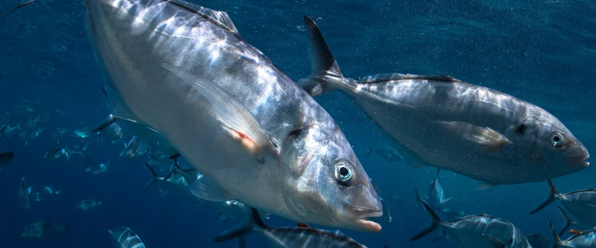 Silver Trevally Fishing Trips - BaitYourHook