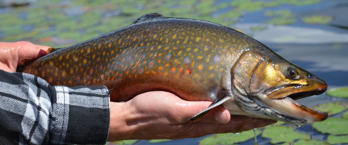 Brook Trout Fishing Trips - BaitYourHook
