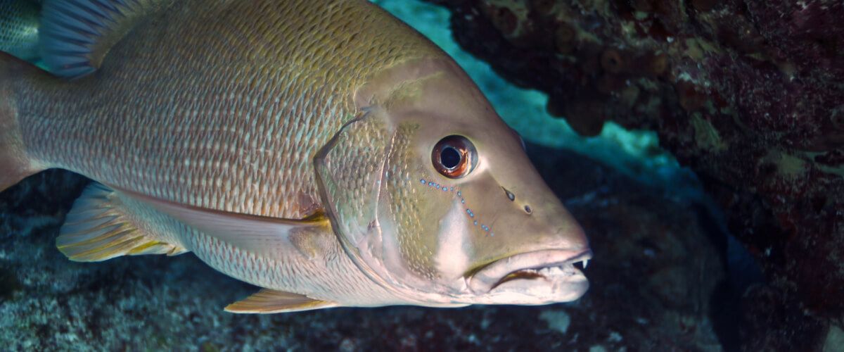 Dog Snapper Fishing Trips - BaitYourHook