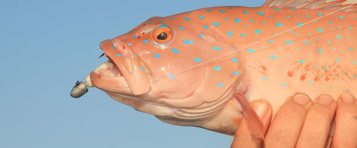 Coral Trout Fishing Trips - BaitYourHook