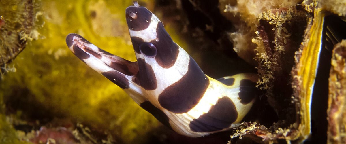 Marbled Eel Fishing Trips - BaitYourHook