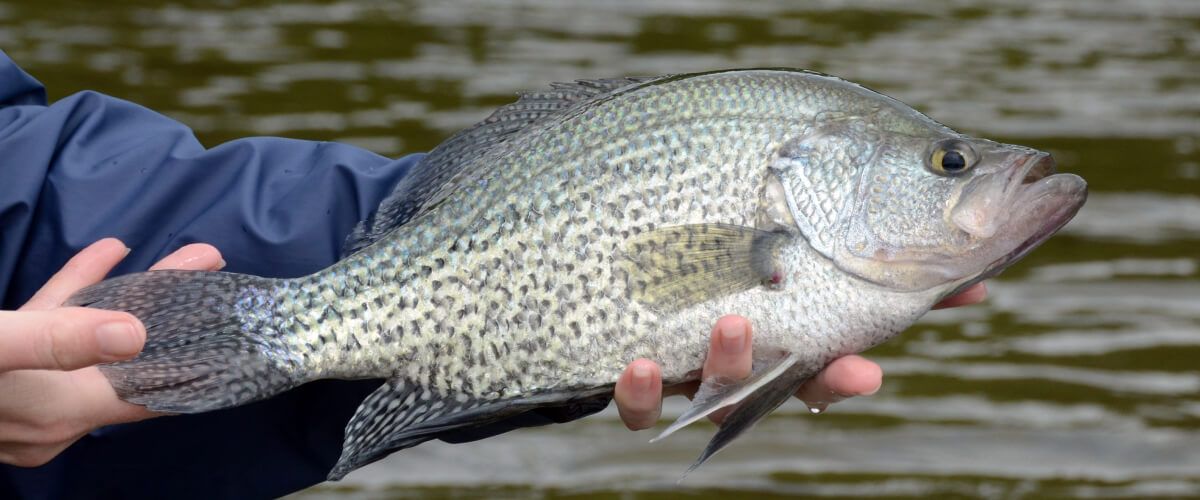 Crappie Fishing Trips - BaitYourHook