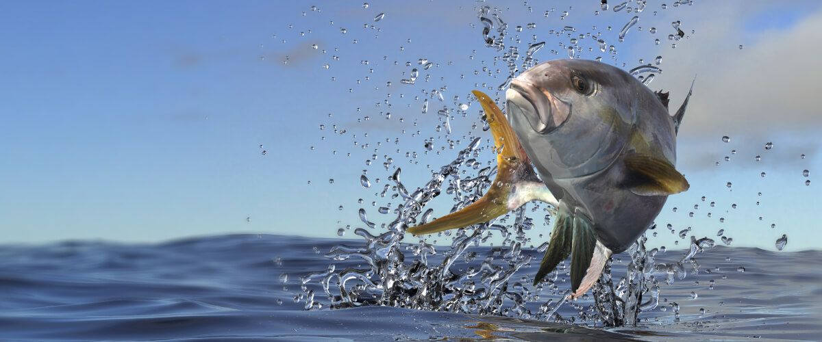 Yellowtail Amberjack Fishing Trips - BaitYourHook