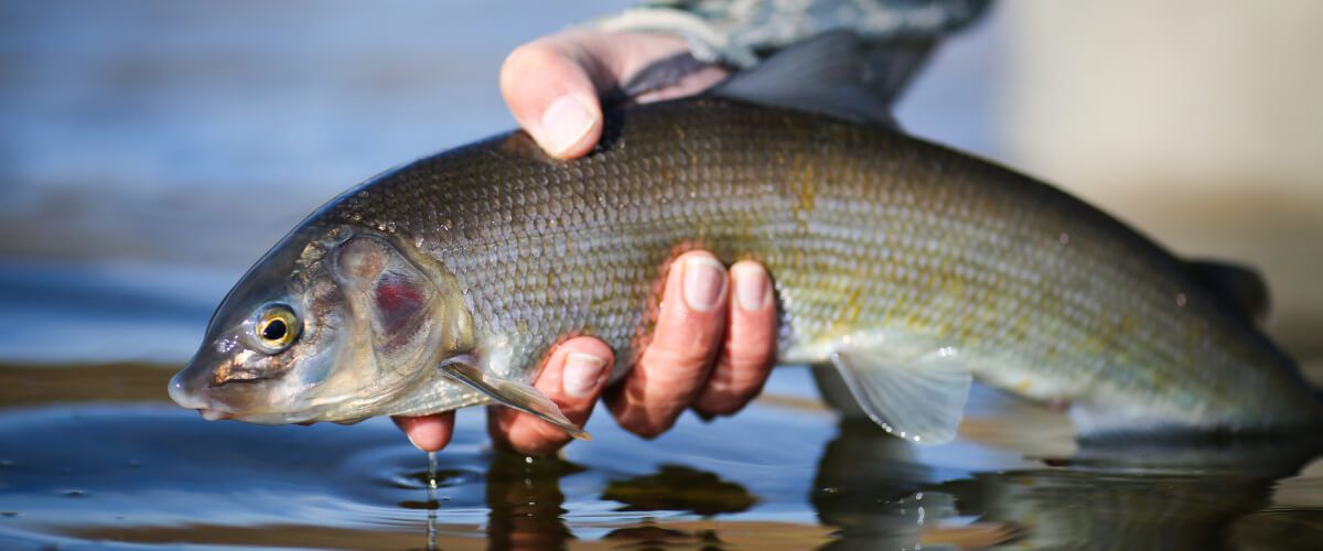 Whitefish (Lake) Fishing Trips - BaitYourHook