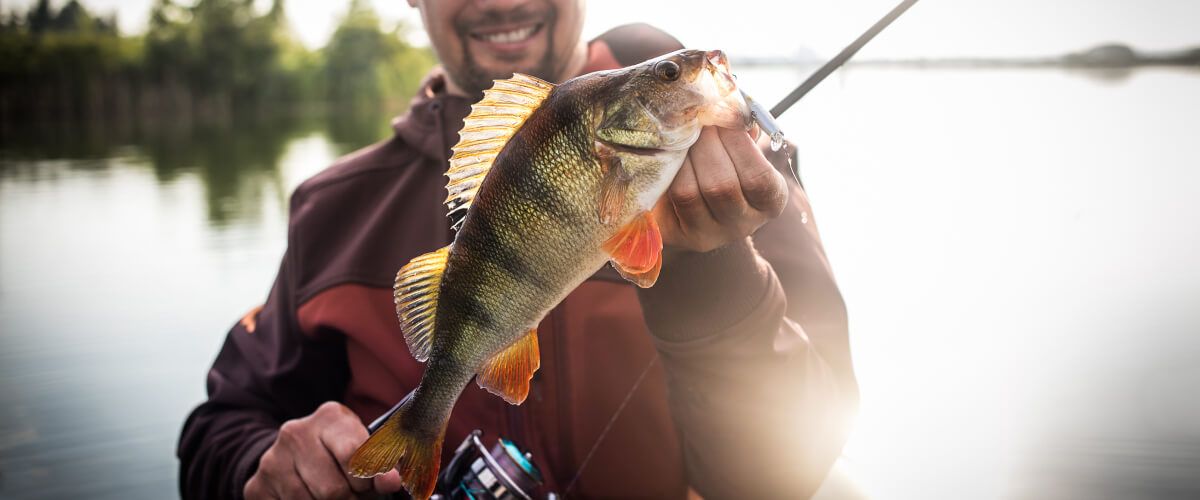 Perch Fishing Trips - BaitYourHook