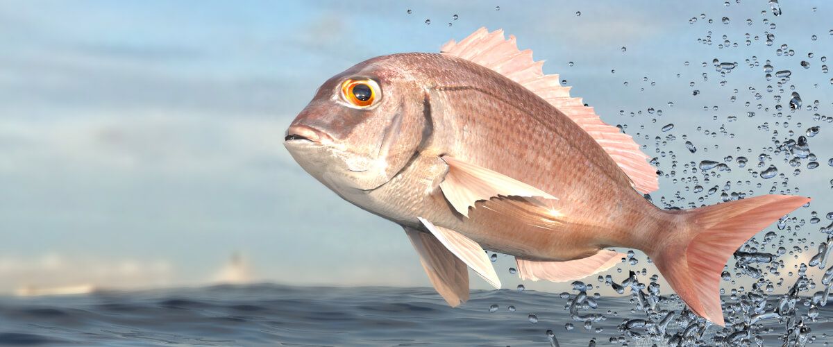 Red Porgy Fishing Trips - BaitYourHook
