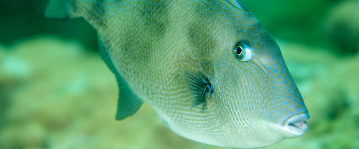 Triggerfish Fishing Trips - BaitYourHook