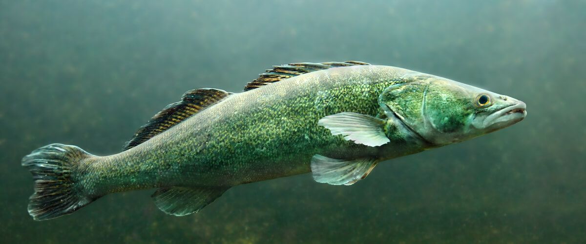 Zander Pike Perch Fishing Trips - BaitYourHook