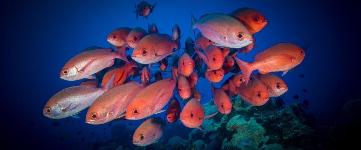 Short-tail Red Snapper Fishing Trips - BaitYourHook