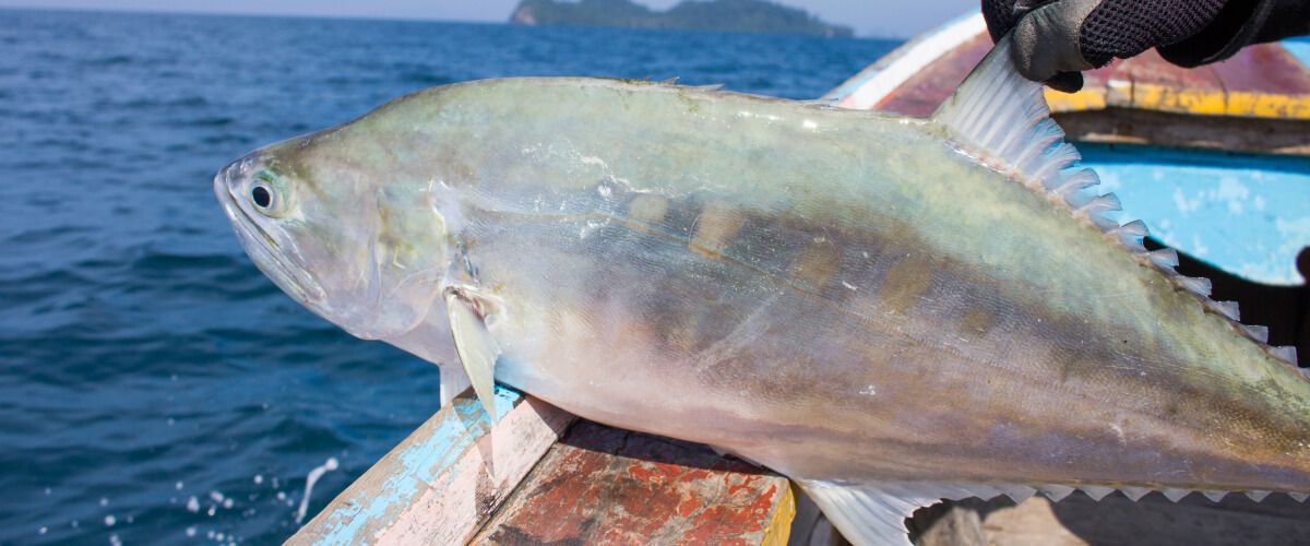 Queenfish Fishing Trips - BaitYourHook