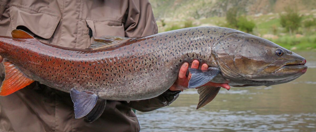 Taimen Salmon Fishing Trips - BaitYourHook