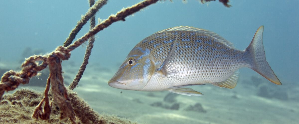 Spangled Emperor Fishing Trips - BaitYourHook