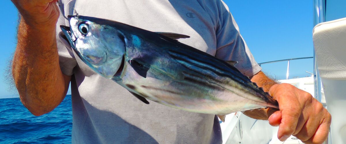 Skipjack Tuna Fishing Methods at Zane Stirling blog