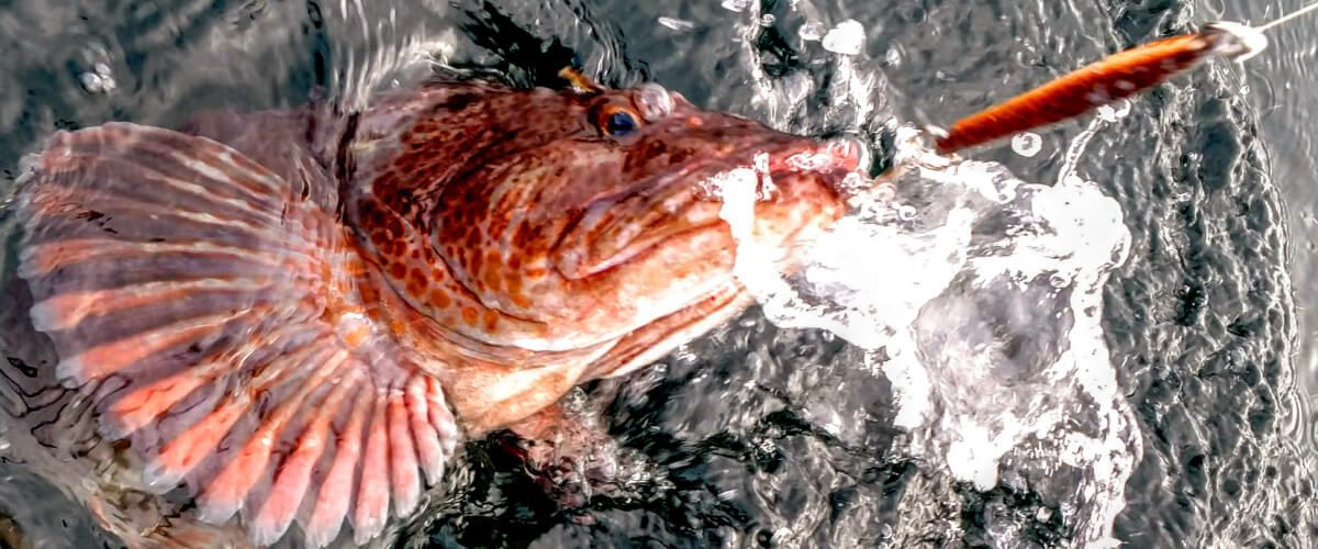 Lingcod Fishing Trips - BaitYourHook