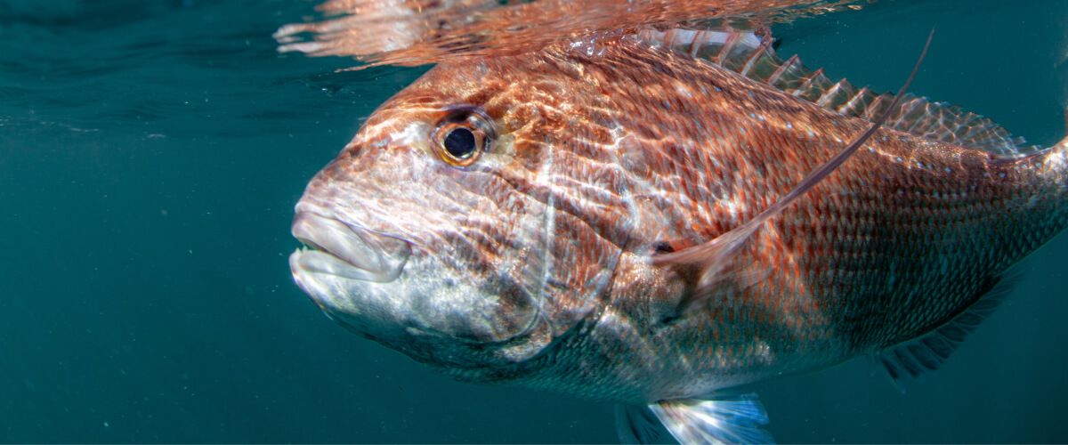 Pink Snapper Fishing Trips - BaitYourHook