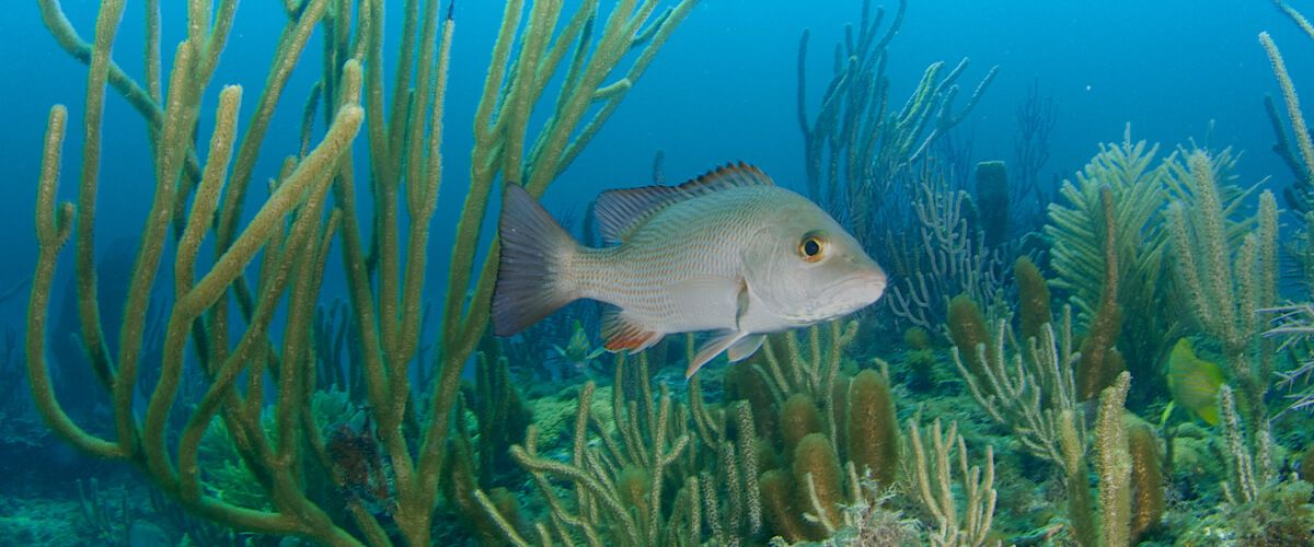 Gray Snapper Fishing Trips - BaitYourHook