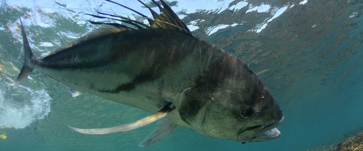 Roosterfish Fishing Trips - BaitYourHook