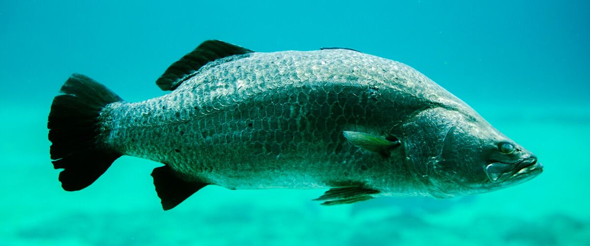 Barramundi Fishing Trips - BaitYourHook