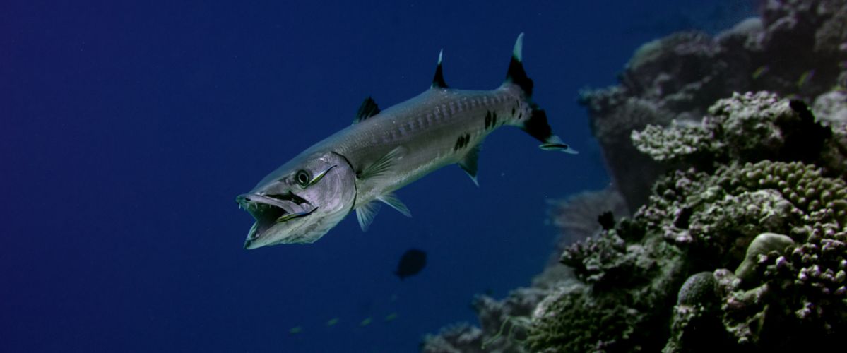 Great Barracuda Fishing Trips - BaitYourHook