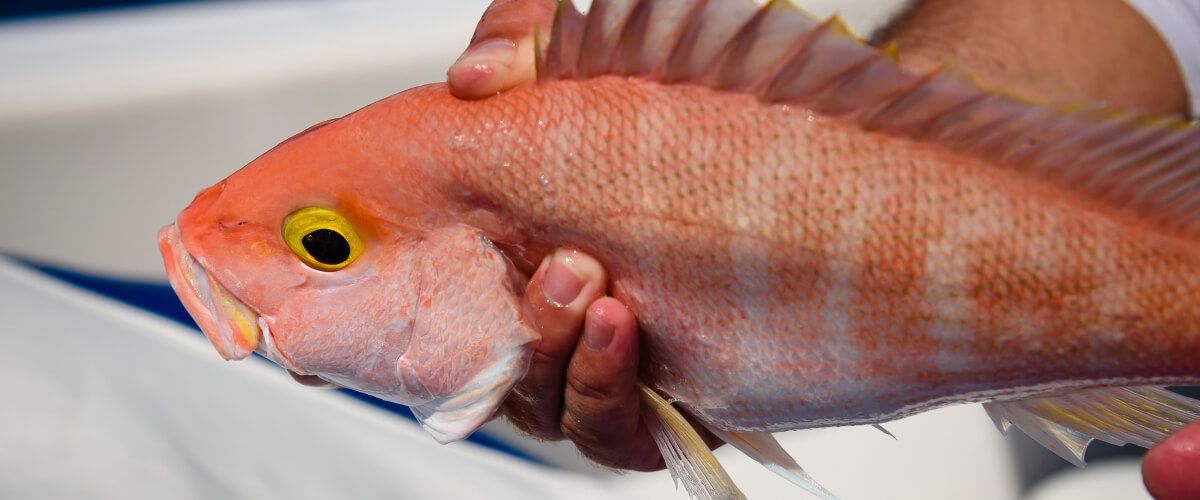 Silk Snapper Fishing Trips - BaitYourHook