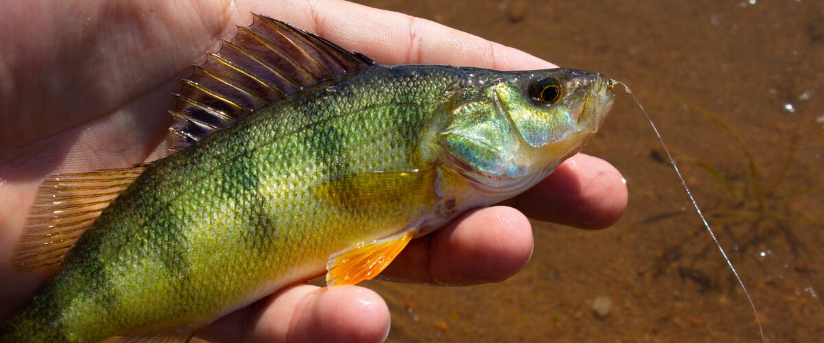 Yellow Perch Fishing Trips - BaitYourHook