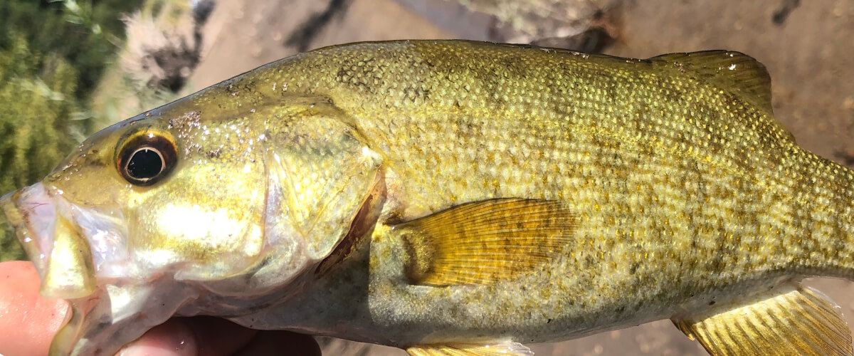 Spotted Bass Fishing Trips - BaitYourHook