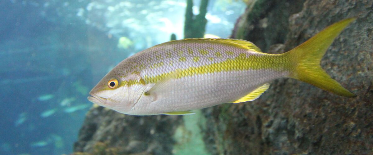 Yellowtail Snapper Fishing Trips - BaitYourHook