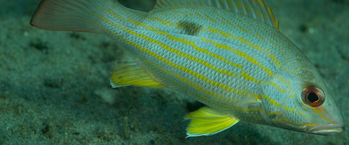 Lane Snapper Fishing Trips - BaitYourHook
