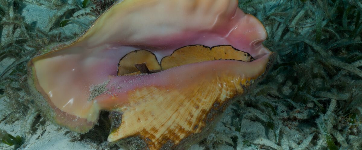 Conch Fishing Trips - BaitYourHook