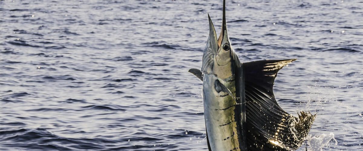 Sailfish Fishing Trips - BaitYourHook