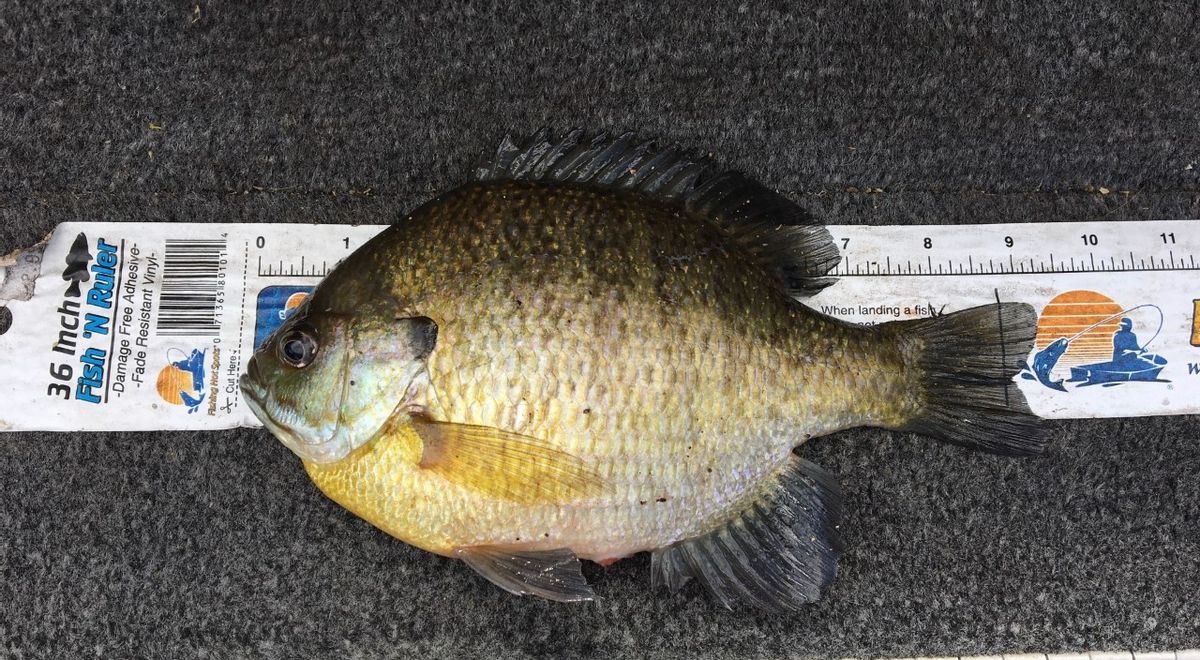 Delavan Lake Bluegills / Delavan Lake, Wisconsin, United States ...