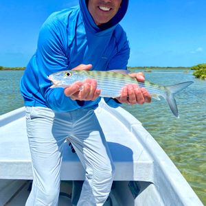 snook fish belize